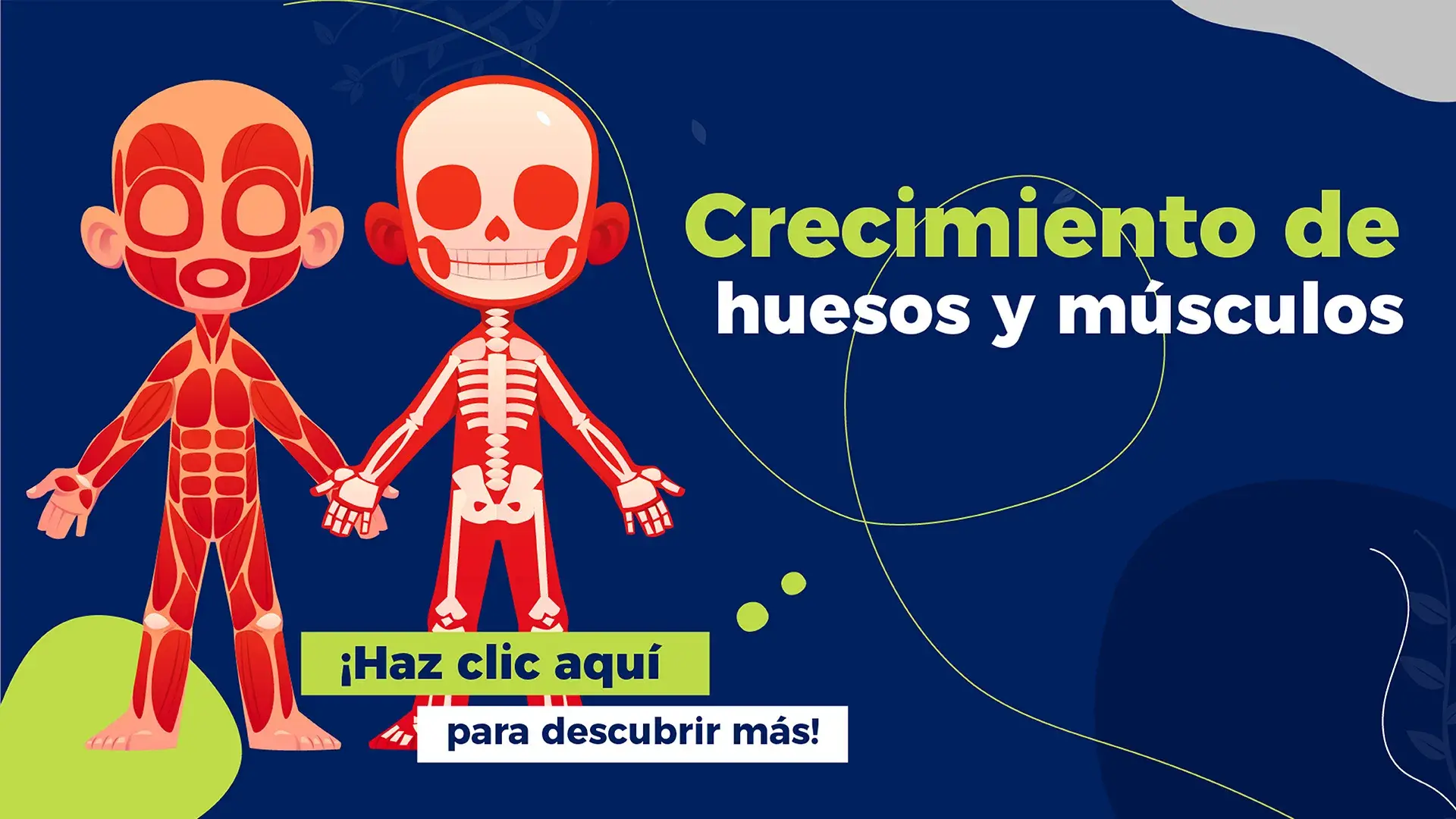Hojas De Trabajo Sobre El Sistema Muscular Y Esquelético Aparato
